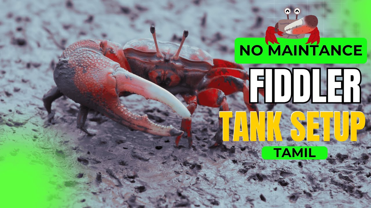 No-Maintenance Tank for Fiddler Crabs | Easy Setup & Care - YouTube