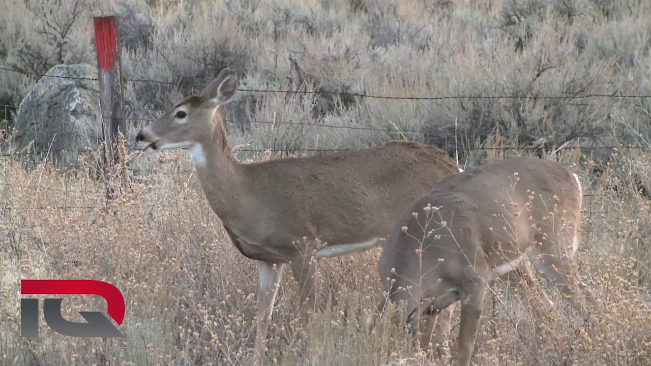 Deer Movements Explained - YouTube