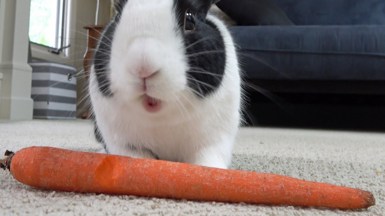 Rabbit tickling - how much can he take!? - YouTube