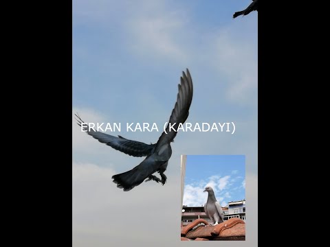 NAMI DEĞER KARADAYI ERKAN KARA ENİŞTEMİN KÜMSESİNDEN SEÇME VİDEOLAR #mardingüvercin  #güvercin