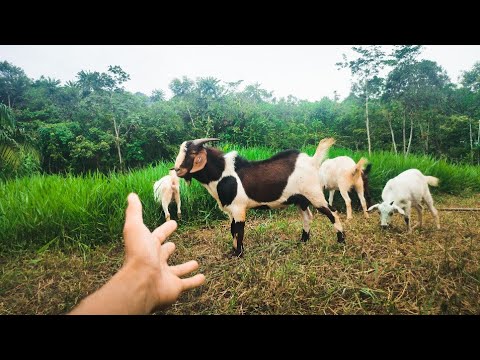 Kambing Keluar Meragut | Goats Browsing - YouTube