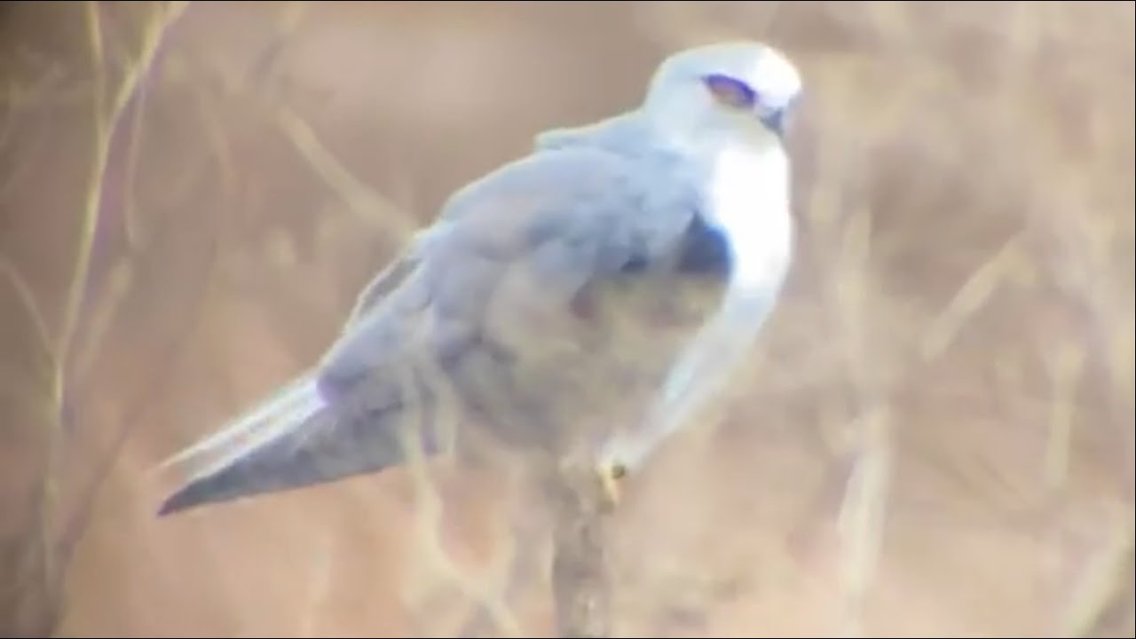 Pretty Kite Raptor Closely Watches the Fields! - Creature Moment - YouTube