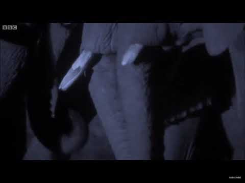 Lion hunting elephant in night - YouTube