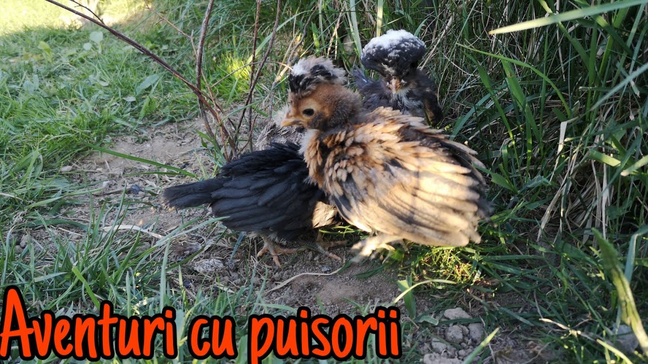 Aventuri cu puisorii (Chicken update) - ep. 2 - ( 3 saptamani ) - YouTube