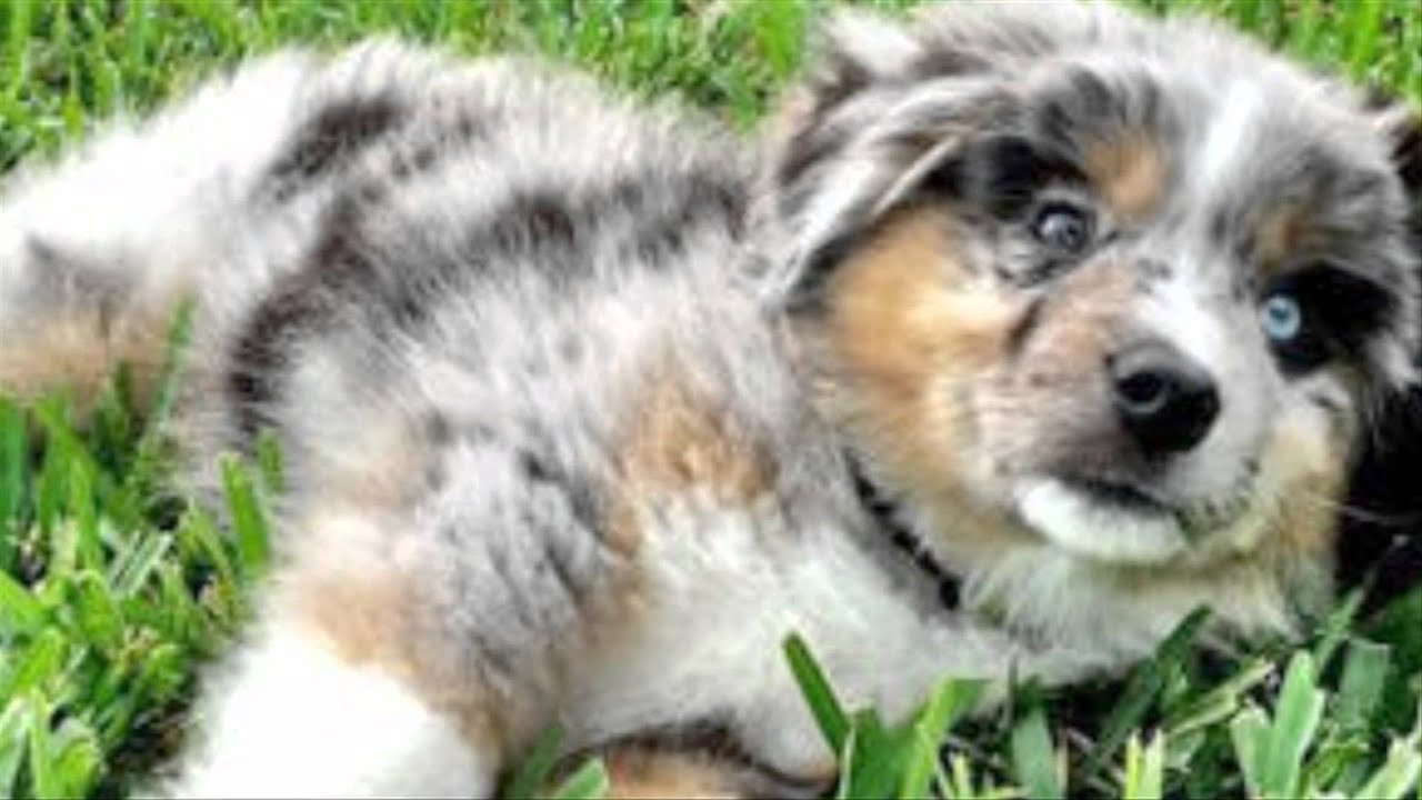 Super Shepherds | The Daily Puppy - YouTube