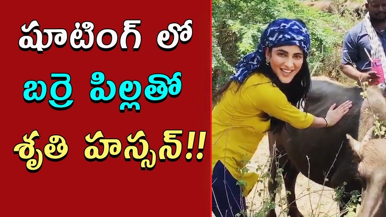 Shruti Haasan Playing With Buffalo In Labham Movie Shooting | Latest ...