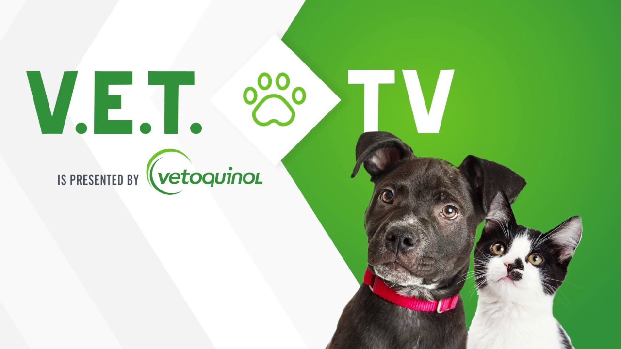 VET TV: Merchandising 101 Episode 2 - YouTube