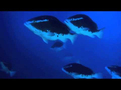 REEF Grouper Moon Project Highlights 2012 - YouTube