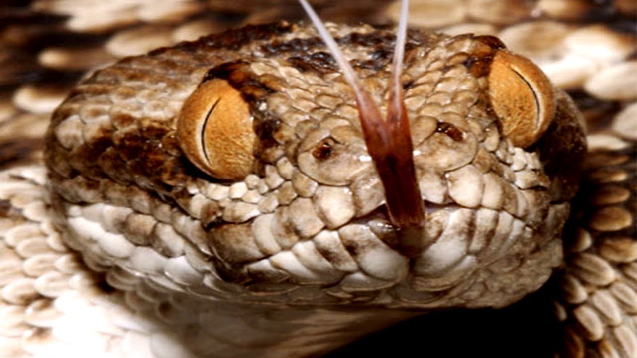 Top 10 Most Venomous Snakes In The World - YouTube