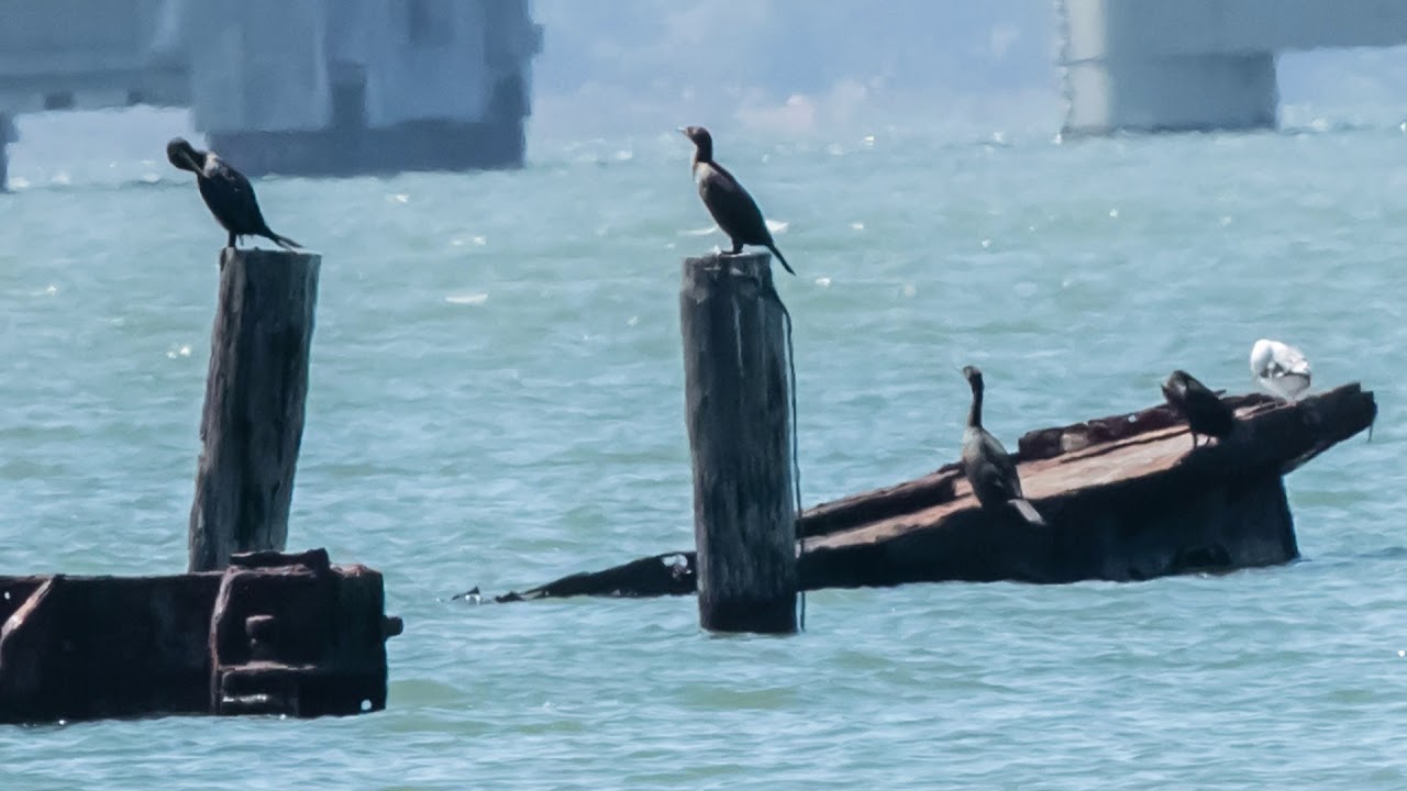 Point Molate Bioblitz Part 1 - YouTube