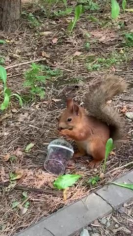 squirrel - YouTube