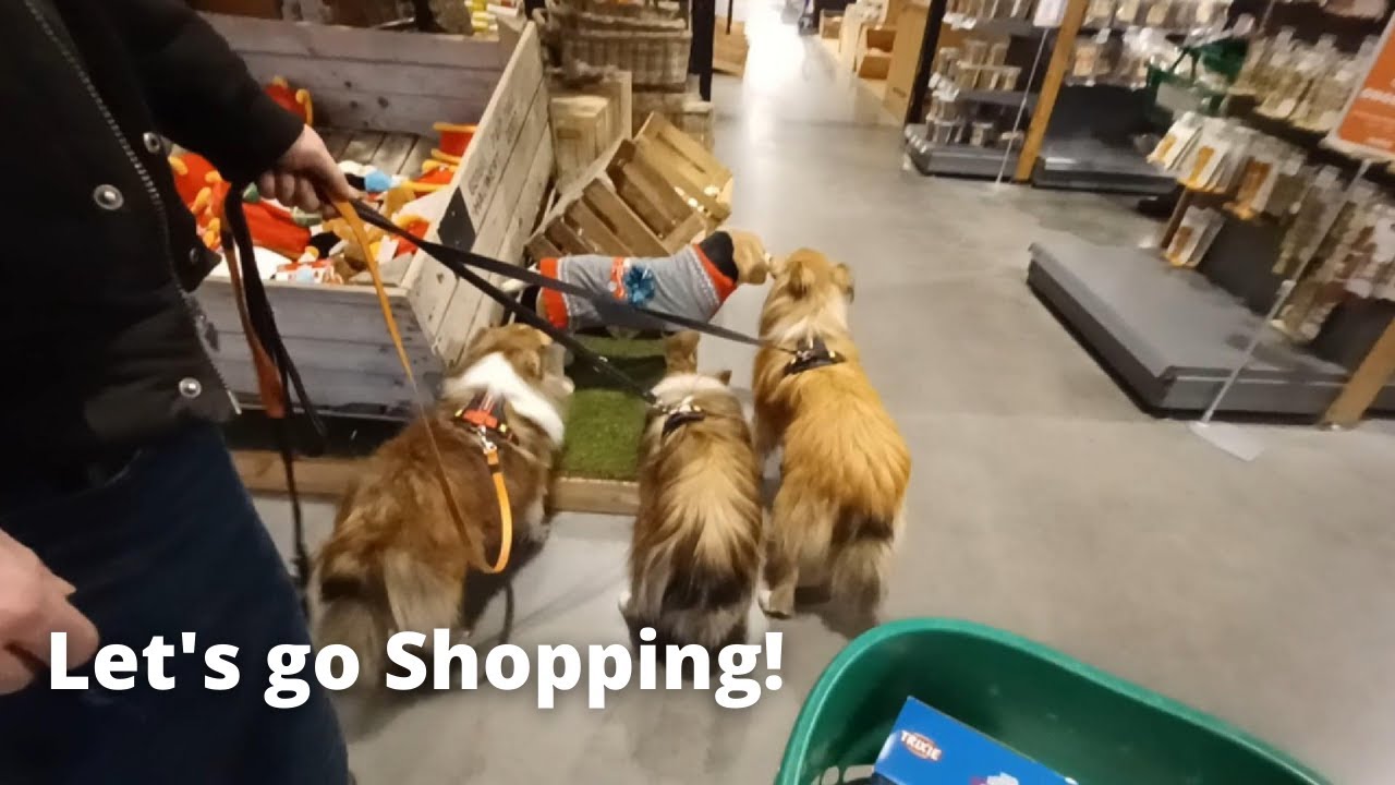 Shetland Sheepdogs Visit to Zoo&Zo - YouTube
