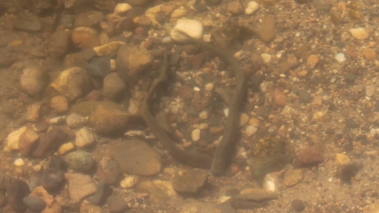 Lamprey building a nest - YouTube
