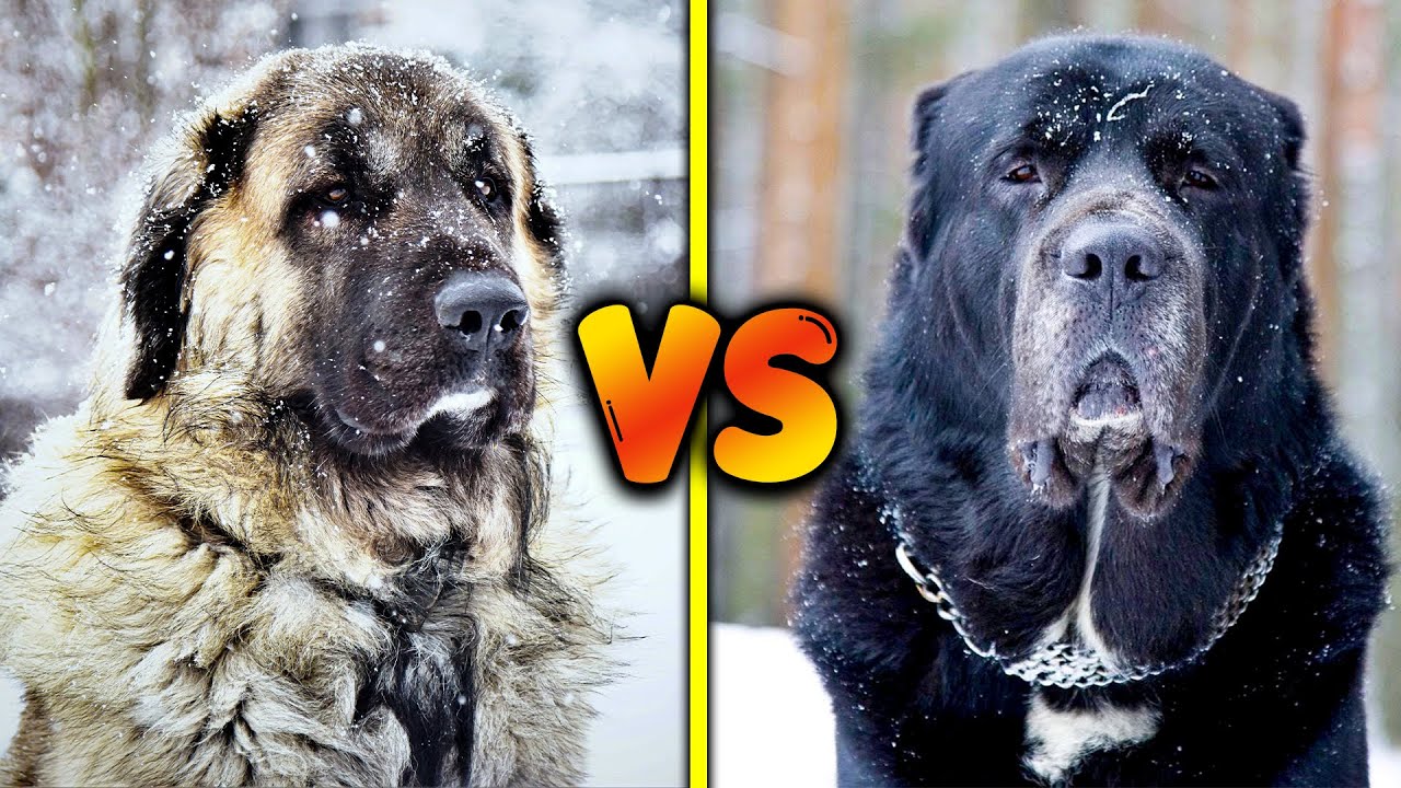 Kangal VS Alabai Who’s the King of the Canines - YouTube