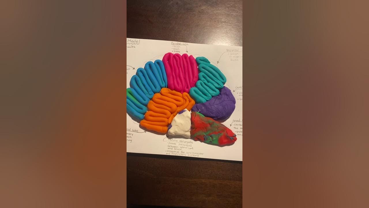 Brain Model Project - YouTube
