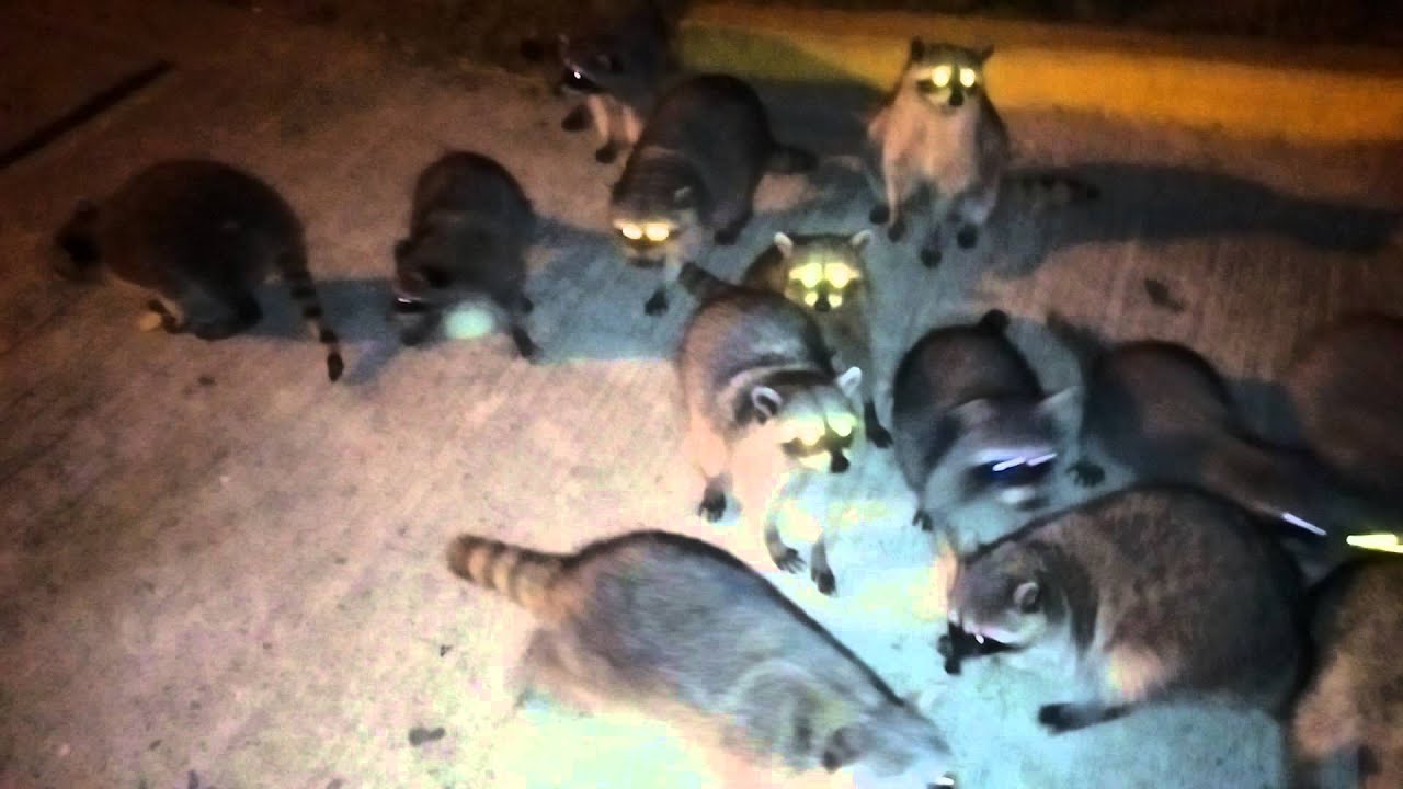 Mapaches en mazatlan - YouTube