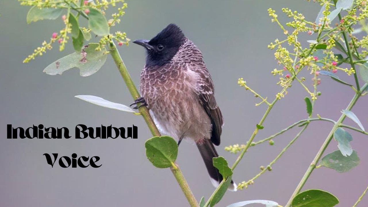 Indian Bulbul Voice ! Indian Bulbul Sound ! Indian Bulbul Call ! Indian ...