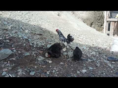 TAVUKAR'I GÖRÜNTÜLEDİK|Pablo'yla İspenç Horoz KAVGA EDİYOR!!!