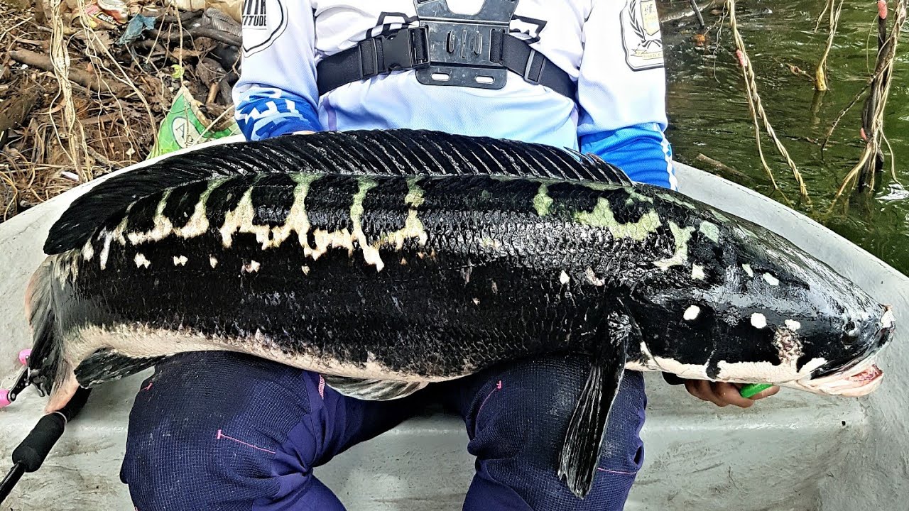 Emperior Jade rod + Risto rap Vs Toman monster - YouTube