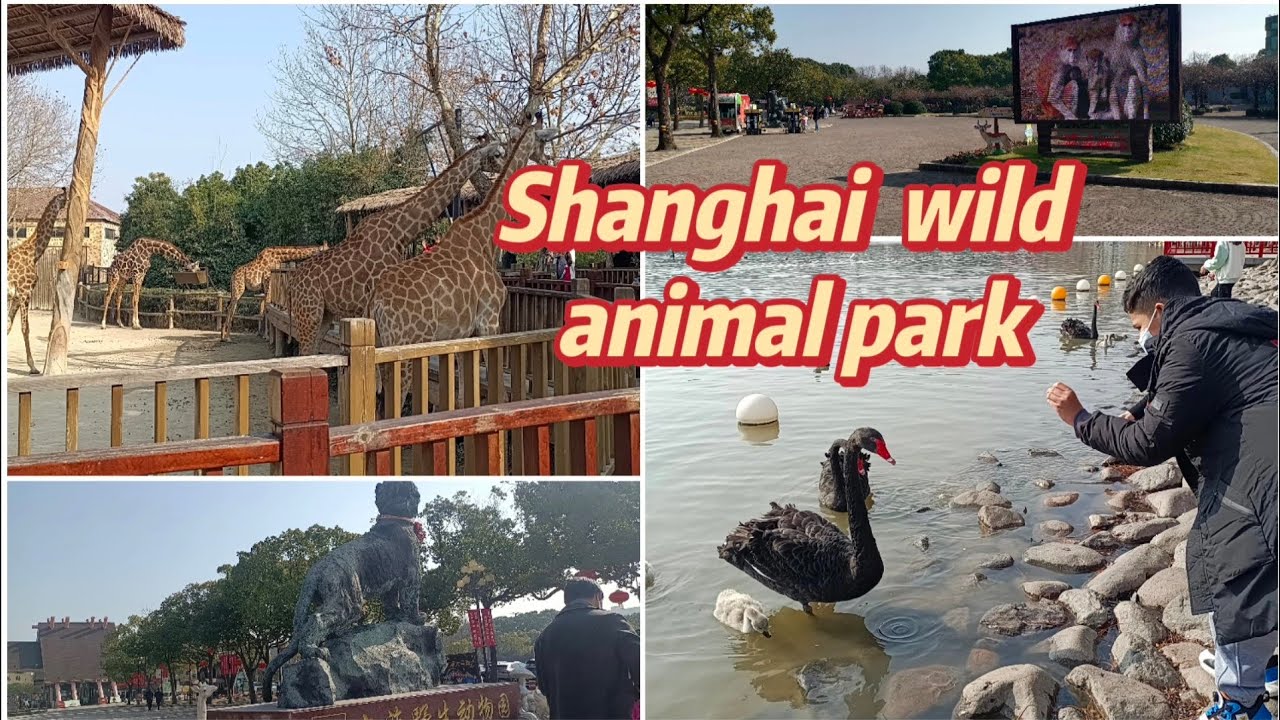 Shanghai Wild animal park | feeling like we are in the jungle with ...