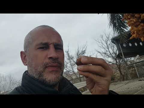 Qobustanda Xurma ağacı