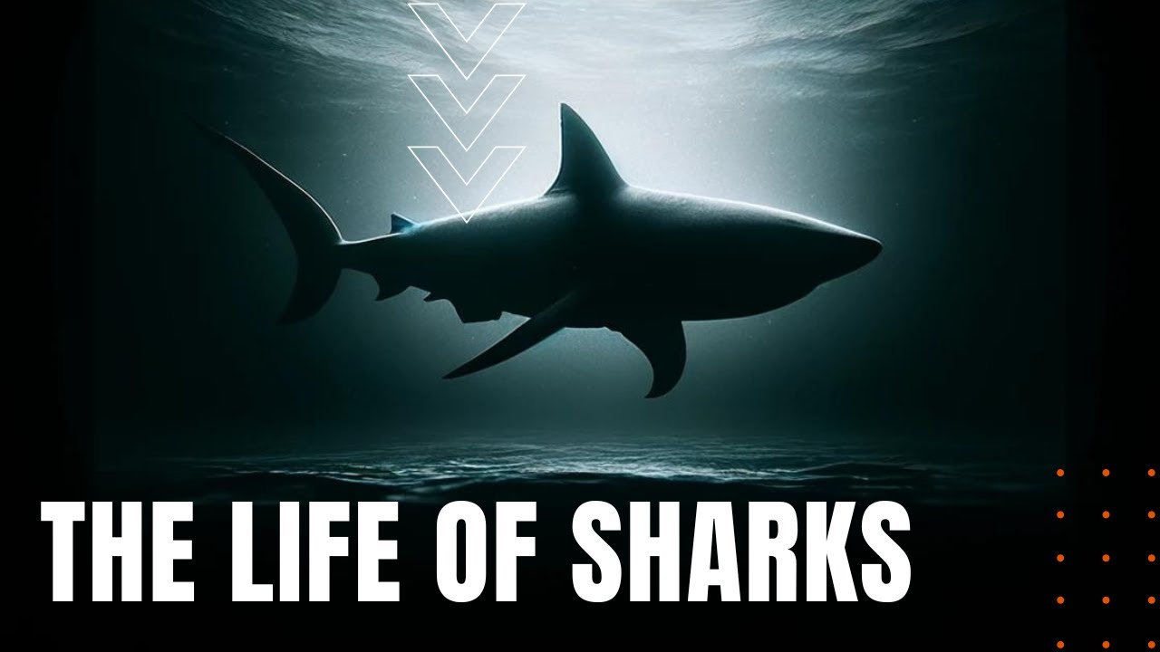 The Life of Sharks - YouTube