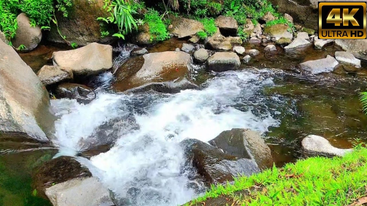 Pleasant forest sounds, chirping birds, the sound of a babbling brook ...