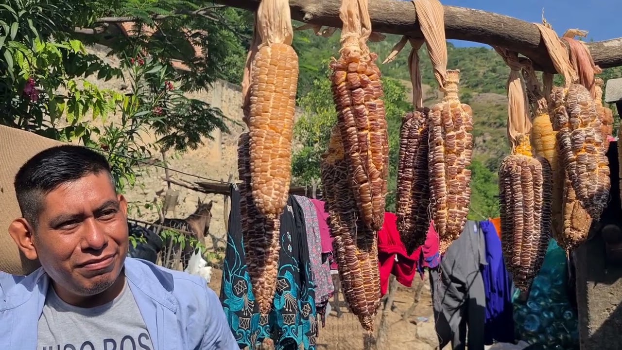 Elotes hervidos secos para volver a comerlos después. - YouTube