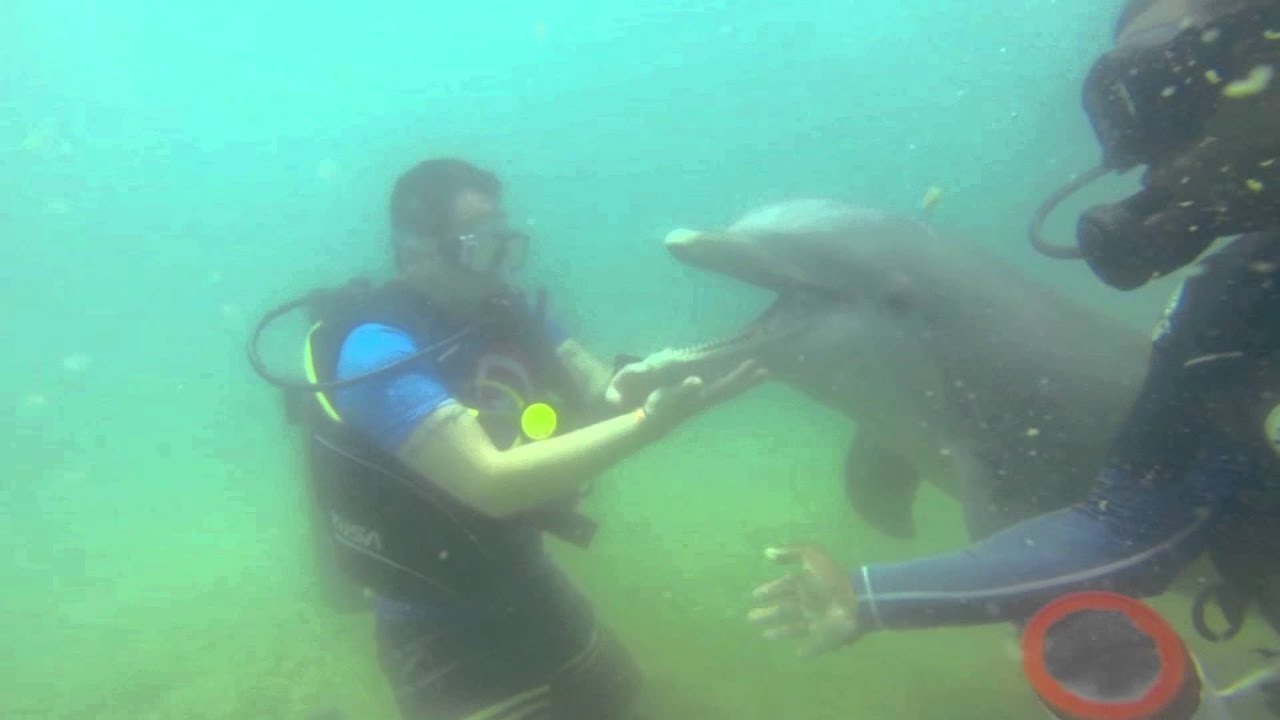 Buceo con al delfín en la República Dominicana - Scuba with a Dolphin ...