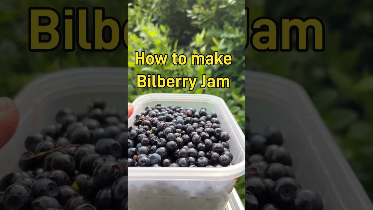 How to make Bilberry Jam - my favourite jam of all! #wildfood #foraging ...
