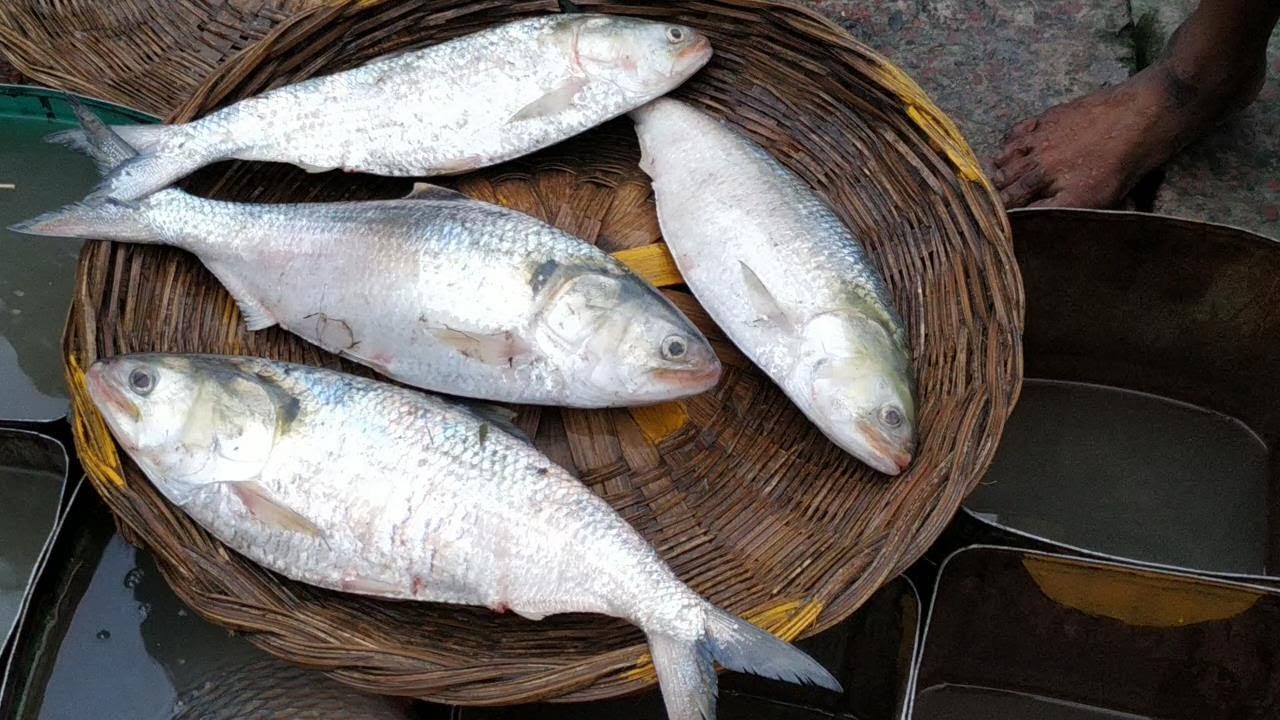 Padma Elish || See How to buy Padam Elish From Padam Fish Wholesale ...