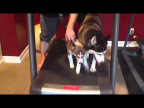 Koda Bear Teaches new Puppy on Treadmill
