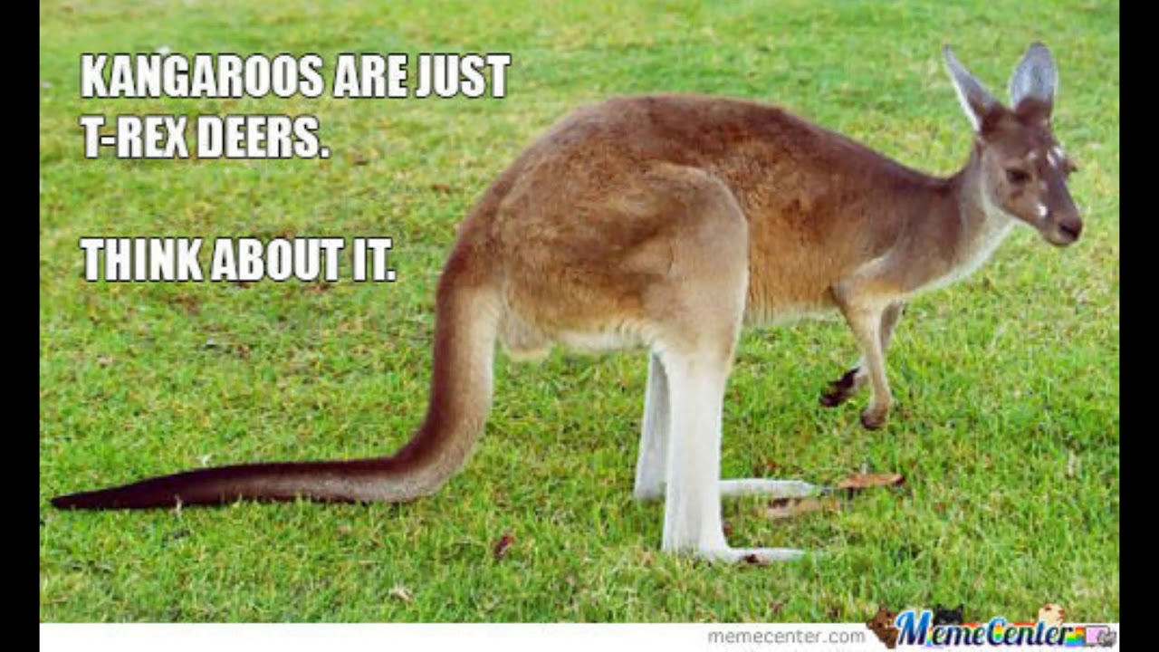 Kangaroo Memes - YouTube