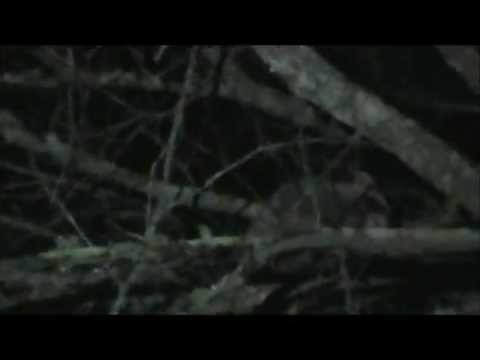 coon hunting northern alabama - YouTube