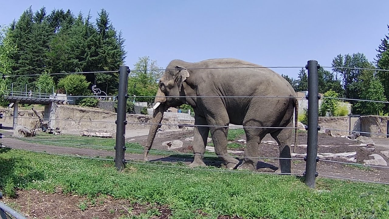 Taking YOU On A Tour Of The Oregon Zoo! - YouTube