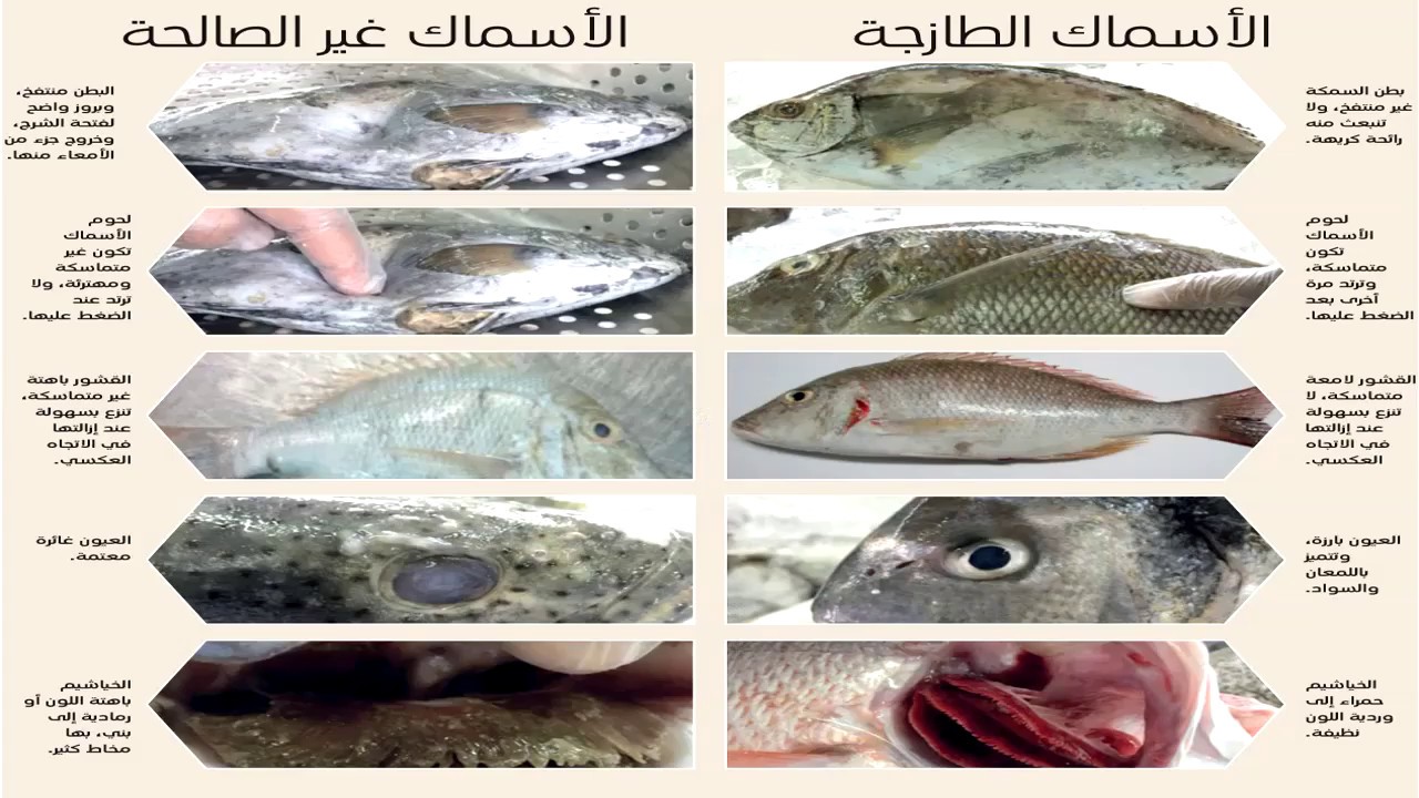 Fish freshness - YouTube