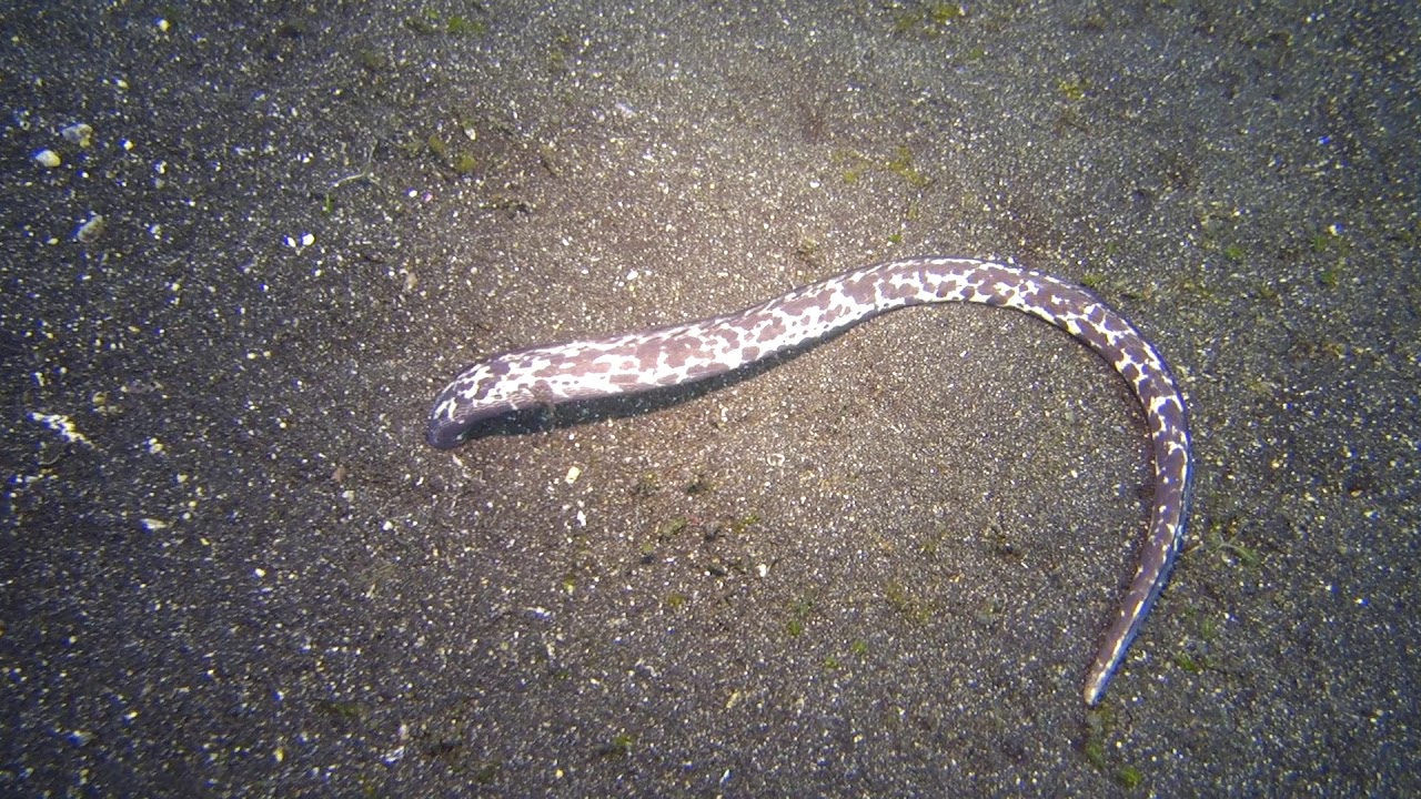 eel headfirst in sand - YouTube
