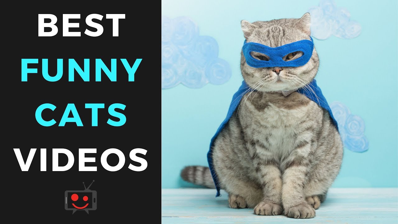 MEOW Power! | Best FUNNY CATS | Funny Cat Compilation - YouTube