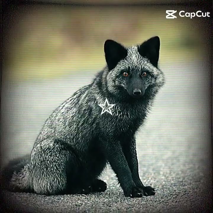 I have discovered another theriotype! #fox #therianedit #silverfox ...