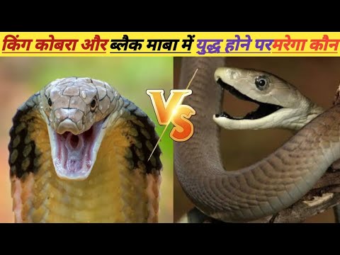 king kobra aur black maba men yudh || Battle between King Cobra and ...