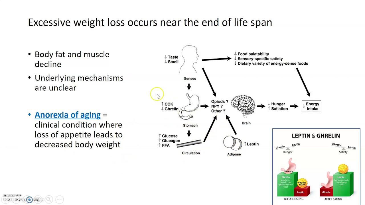 Body Composition and Aging - YouTube