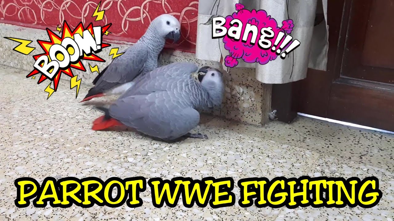 Funny parrot video wwe 🦸‍♂️🤺 || african grey parrot fighting || tota ...