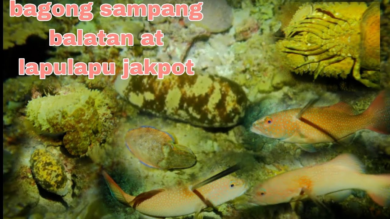 EP106 bagong sampang balatan at lapulapu jakpot night sperfishing ...