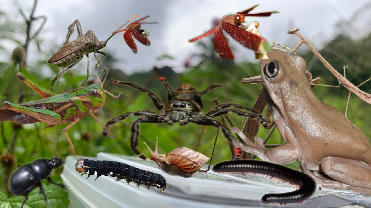 Hunting insects in the plantation‼️ beetle,dragonfly’s,tree frog,spider ...