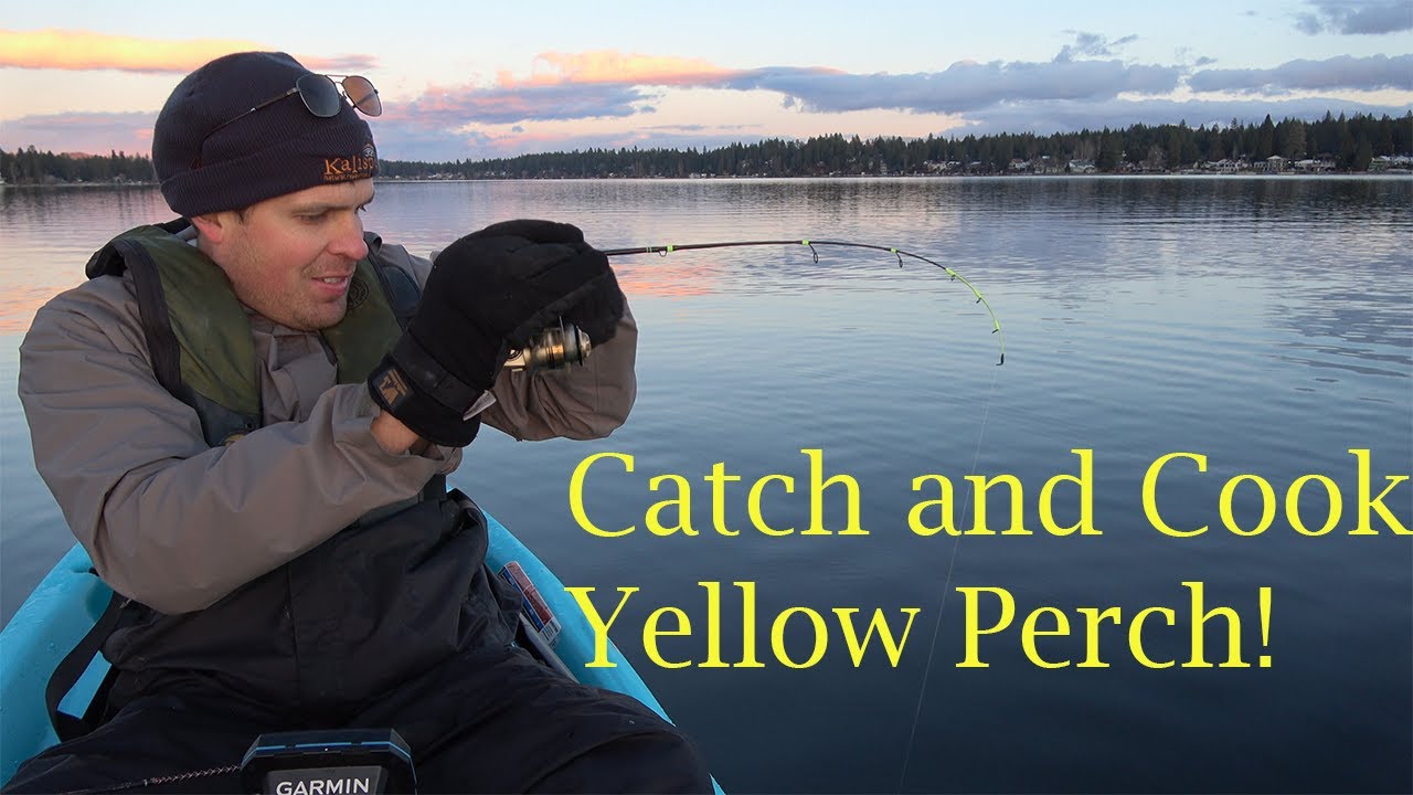 Yellow Perch Catch & Cook! Icefishing Without Ice - YouTube
