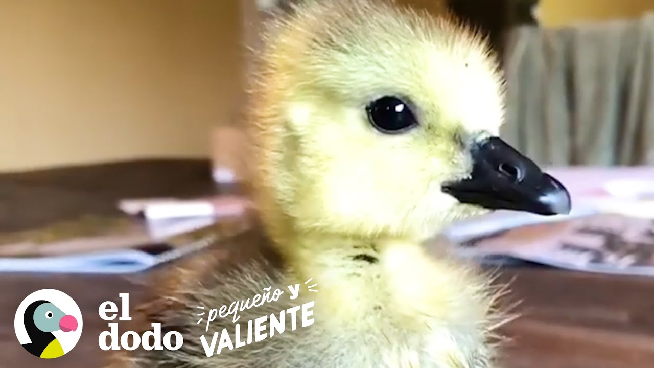 Pequeño ganso no se aparta del hombre que lo rescató I Pequeño y ...