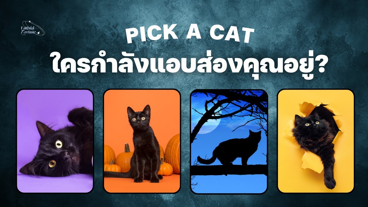 PICK A CAT I ใครกำลังแอบส่องคุณอยู่? เขาแอบส่องทำไม? คิดอะไรกับคุณ ...