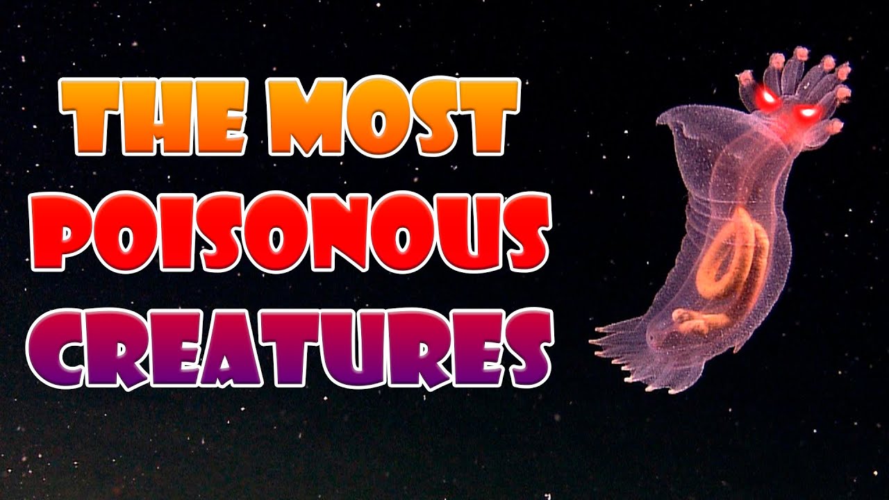 TOP 5 the most poisonous creatures. - YouTube