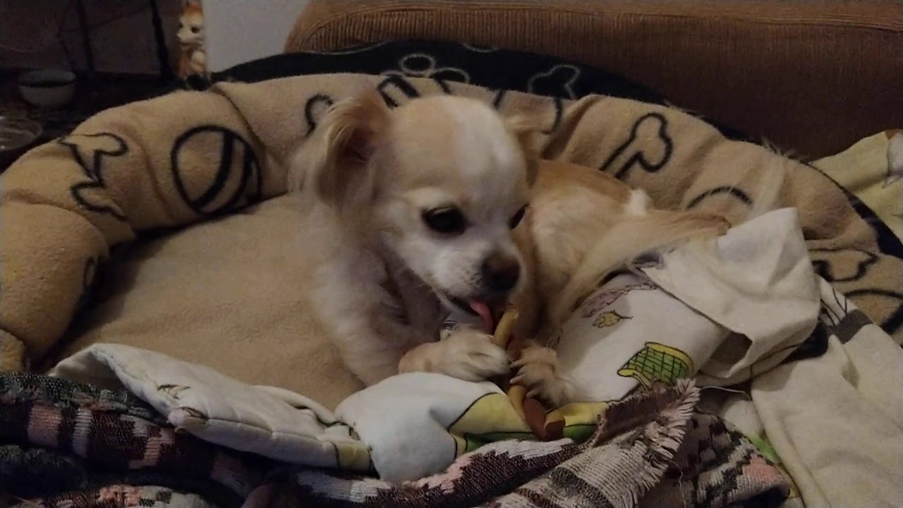 Pekachi dog vs bone - YouTube