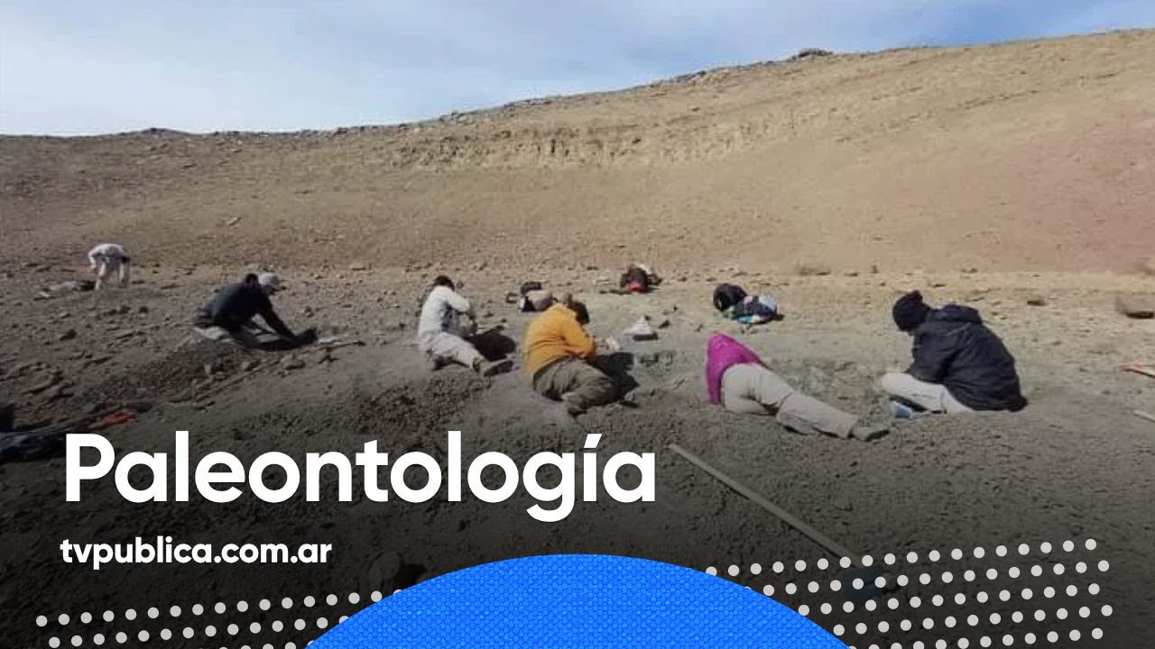 Patagomaia Chainko, el mamífero más grande de la era de los dinosaurios ...